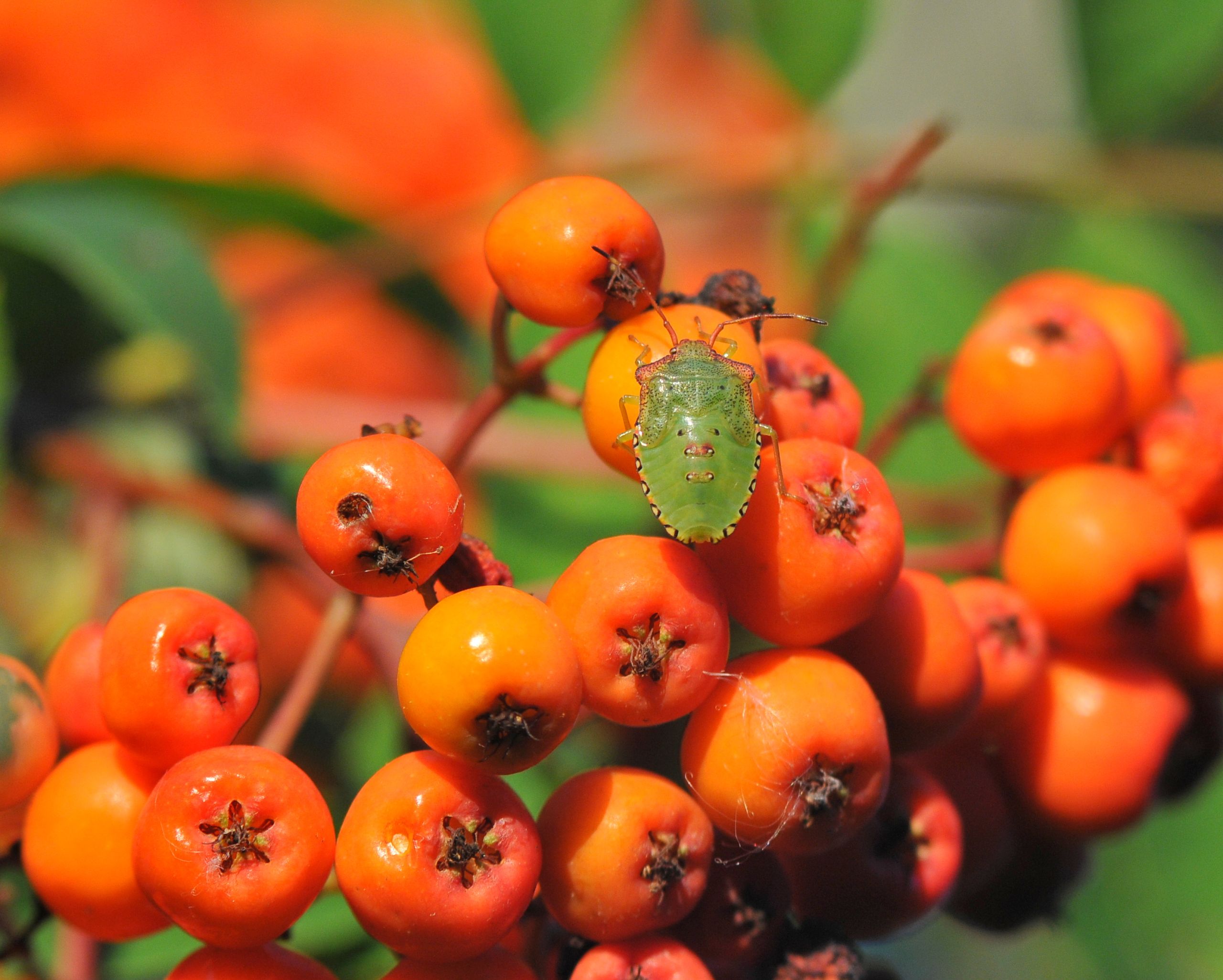 Marjat - Metsälehti