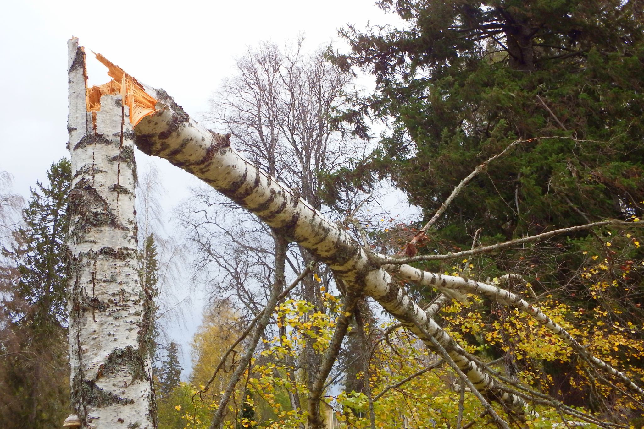 Myrsky - Metsälehti