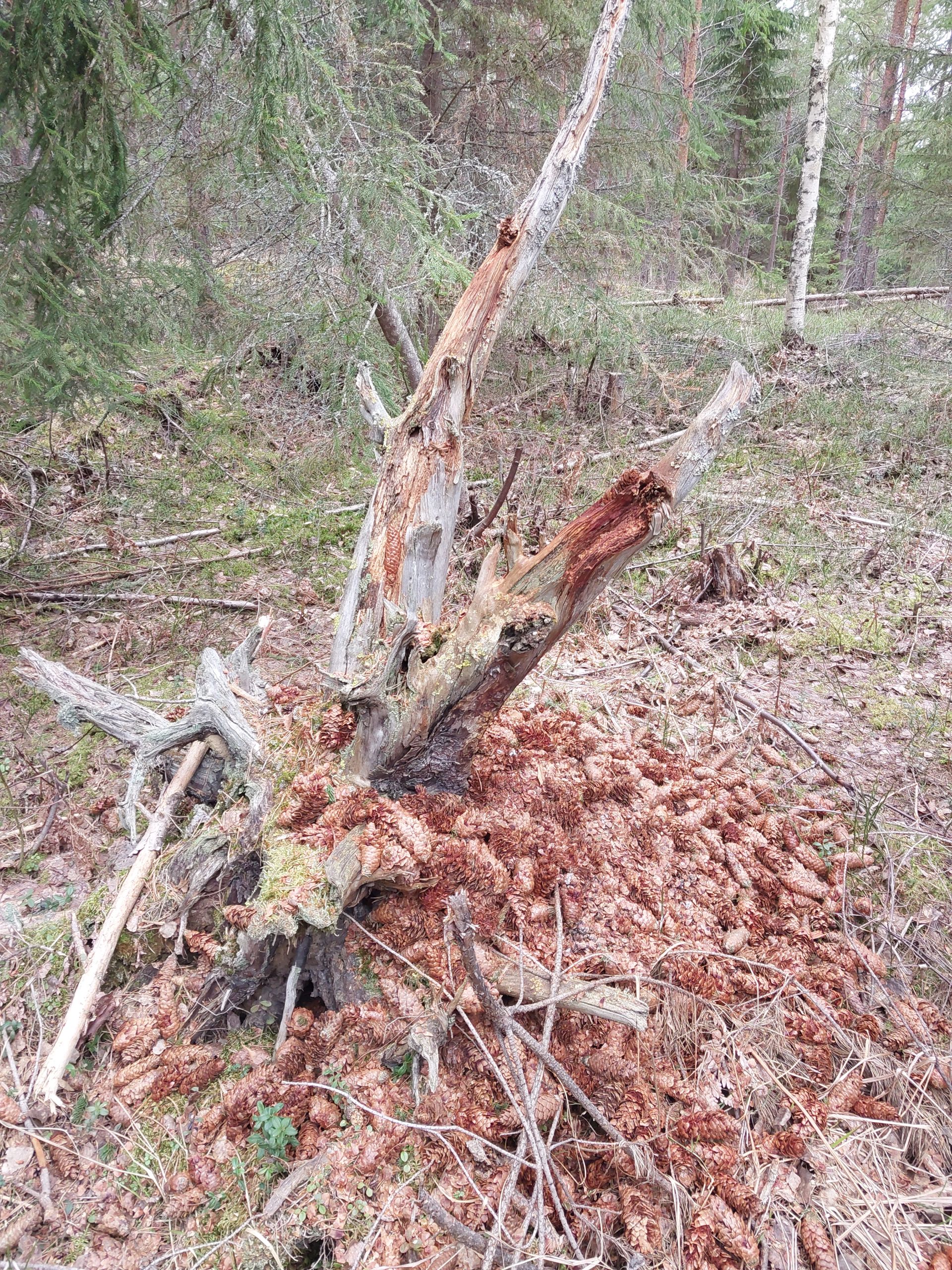 Tikan työpaja - Metsälehti