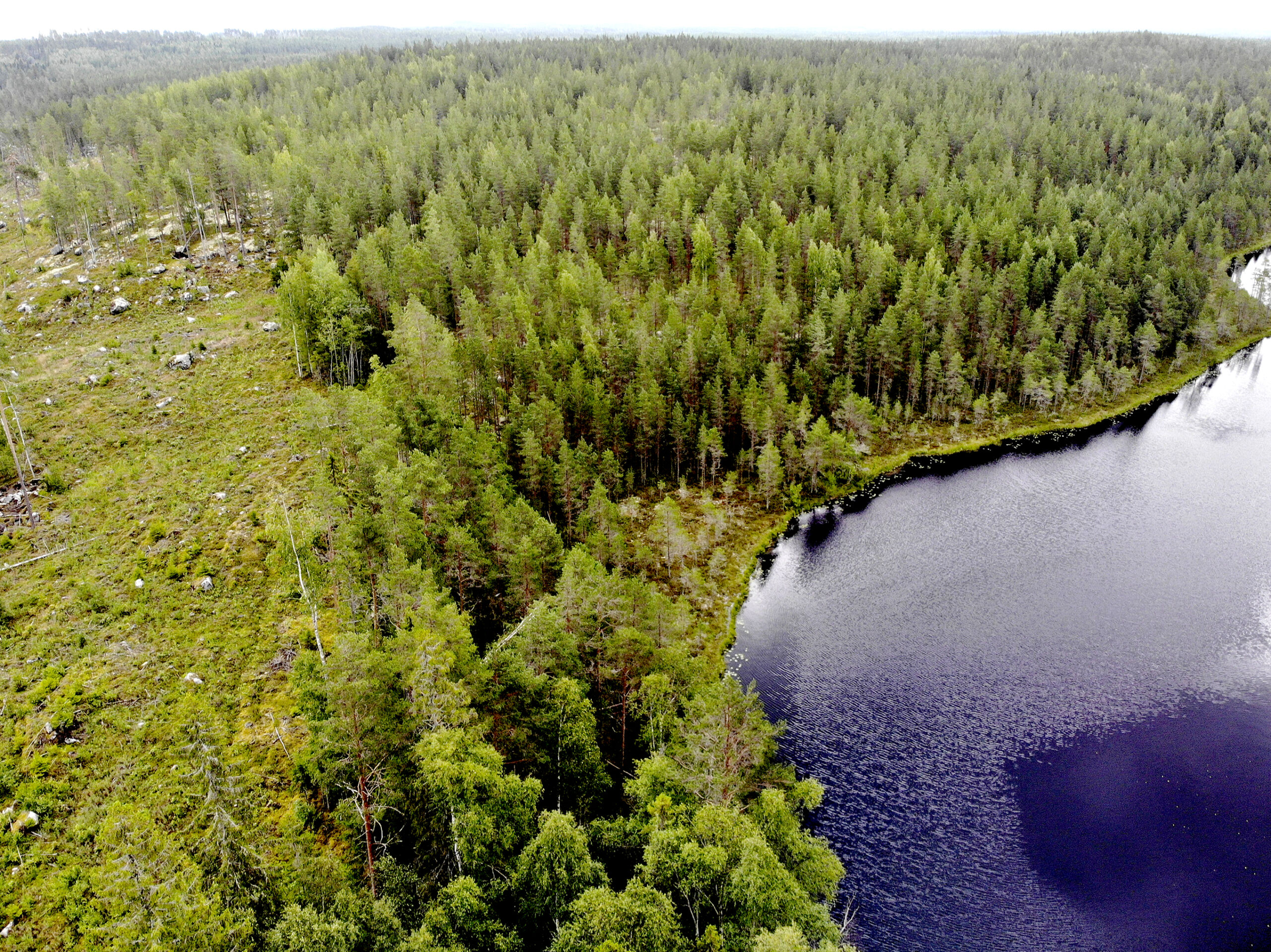 Saako niistä korvausta – 15 kysymystä suojavyöhykkeistä - Metsälehti