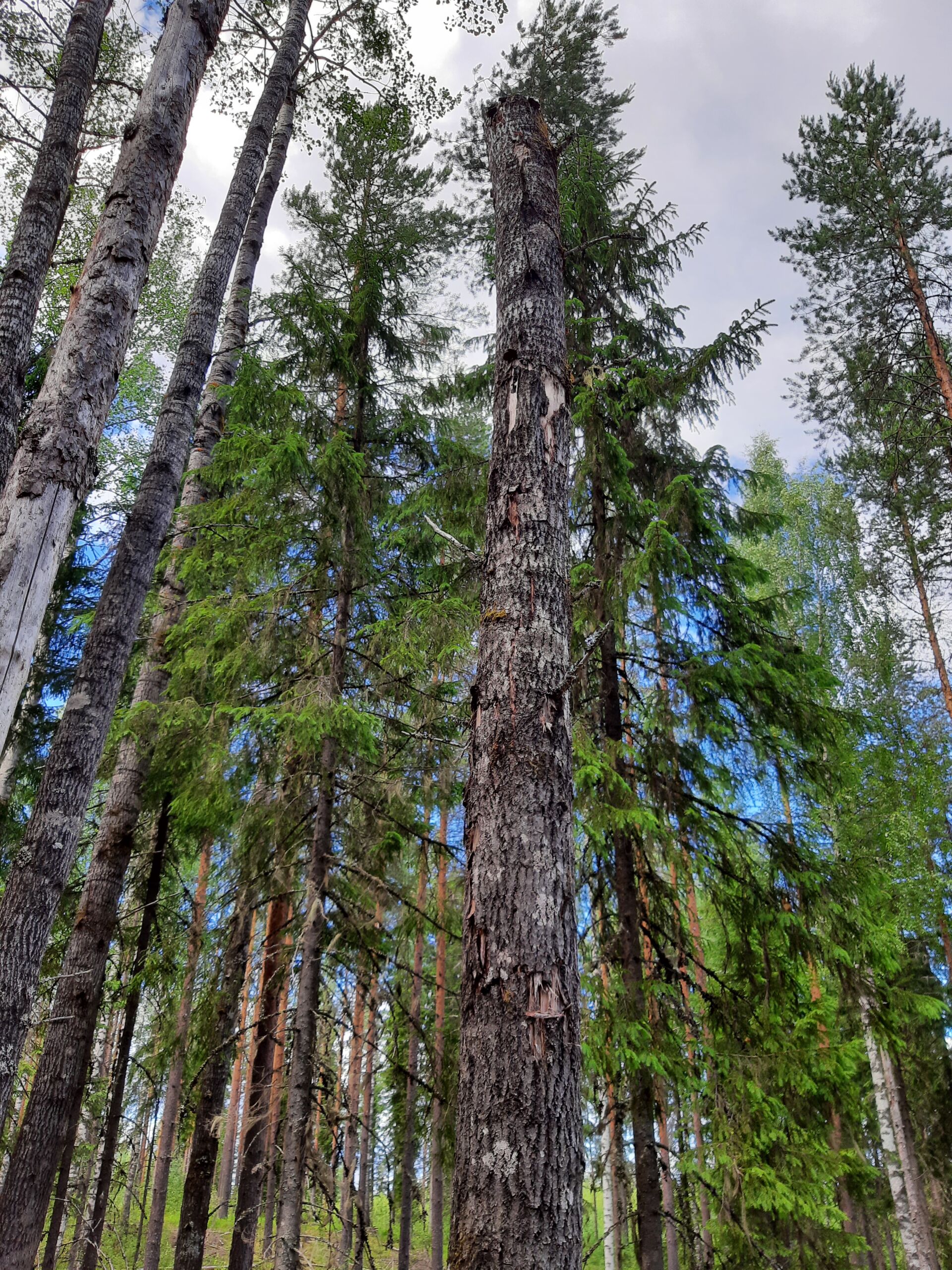 Monimuotoisuus apuna - Metsälehti
