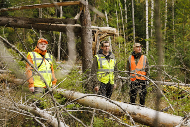 Miltä uuden hoitomallin Plus-metsässä näyttää? - Metsälehti