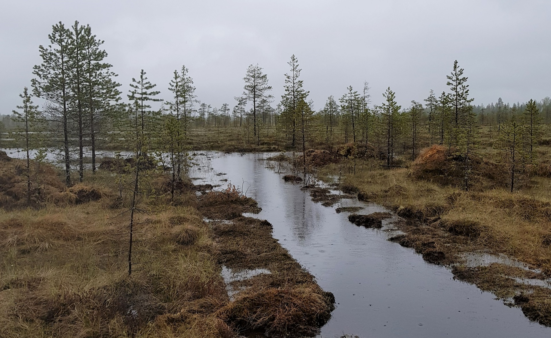 Tutkimus: Suon ennallistaminen vähensi kasvua lähimetsässä ja lisäsi päästöjä - Metsälehti